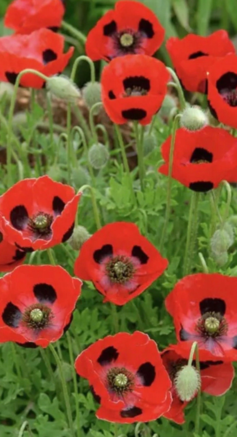 Poppy Lady Bird Poppy American Legion Flower 50 Seeds Heirloom USA NJ ...