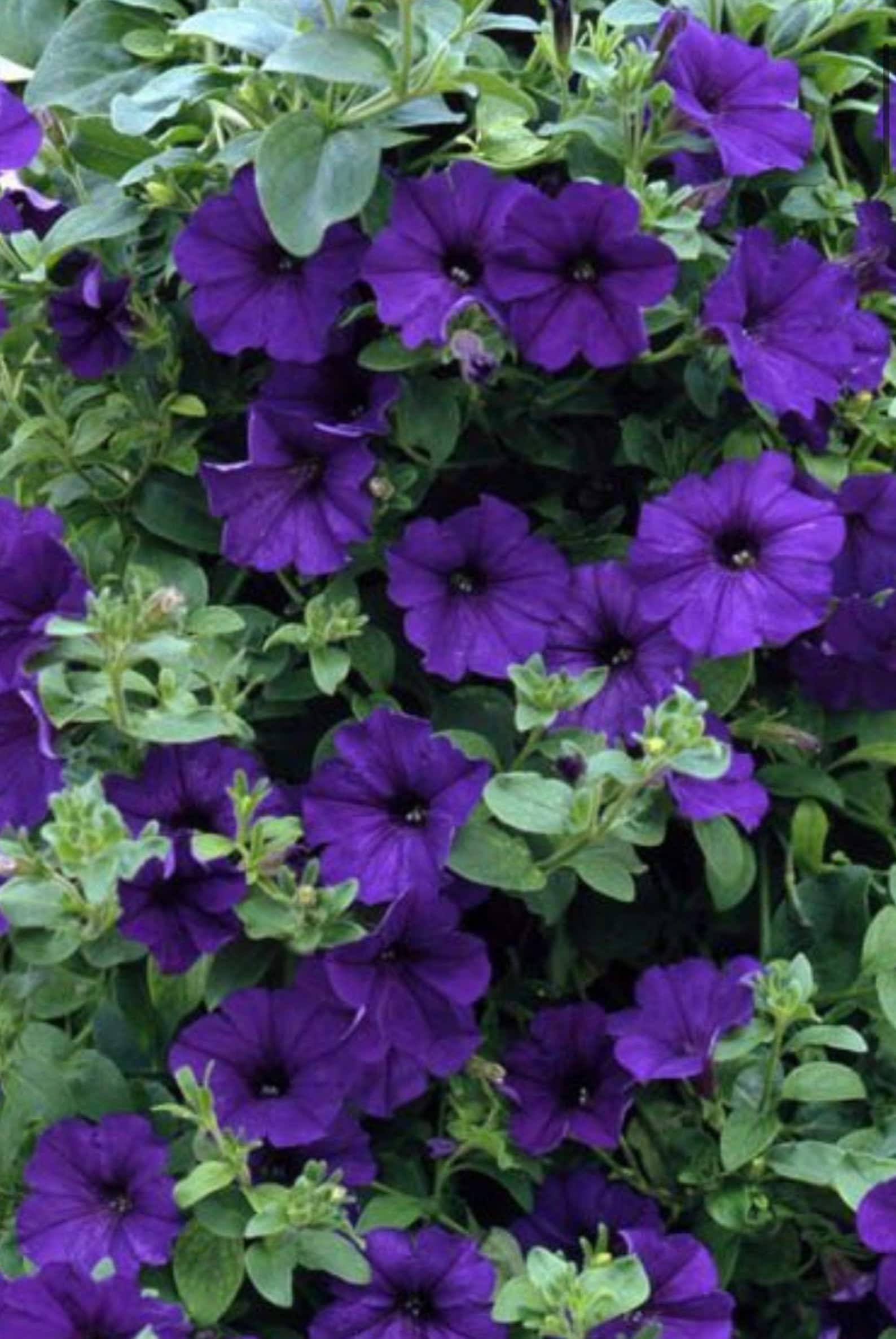 Petunia Violacea Seeds Heirloom USA NJ Grower See My Store for Largest ...