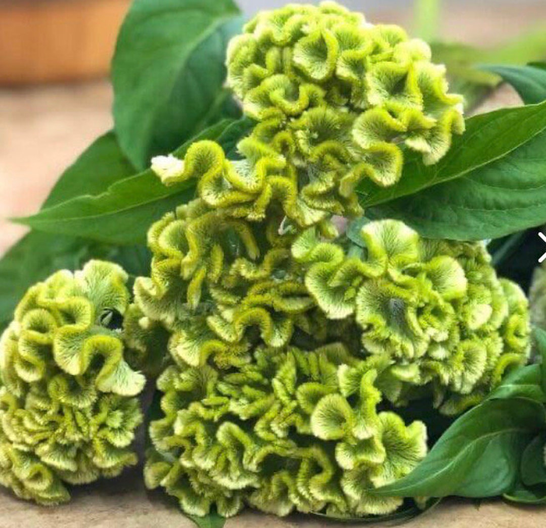 Celosia Higyoku Green Celosia Cockscomb Flower Seeds Heirloom NJ Seller ...