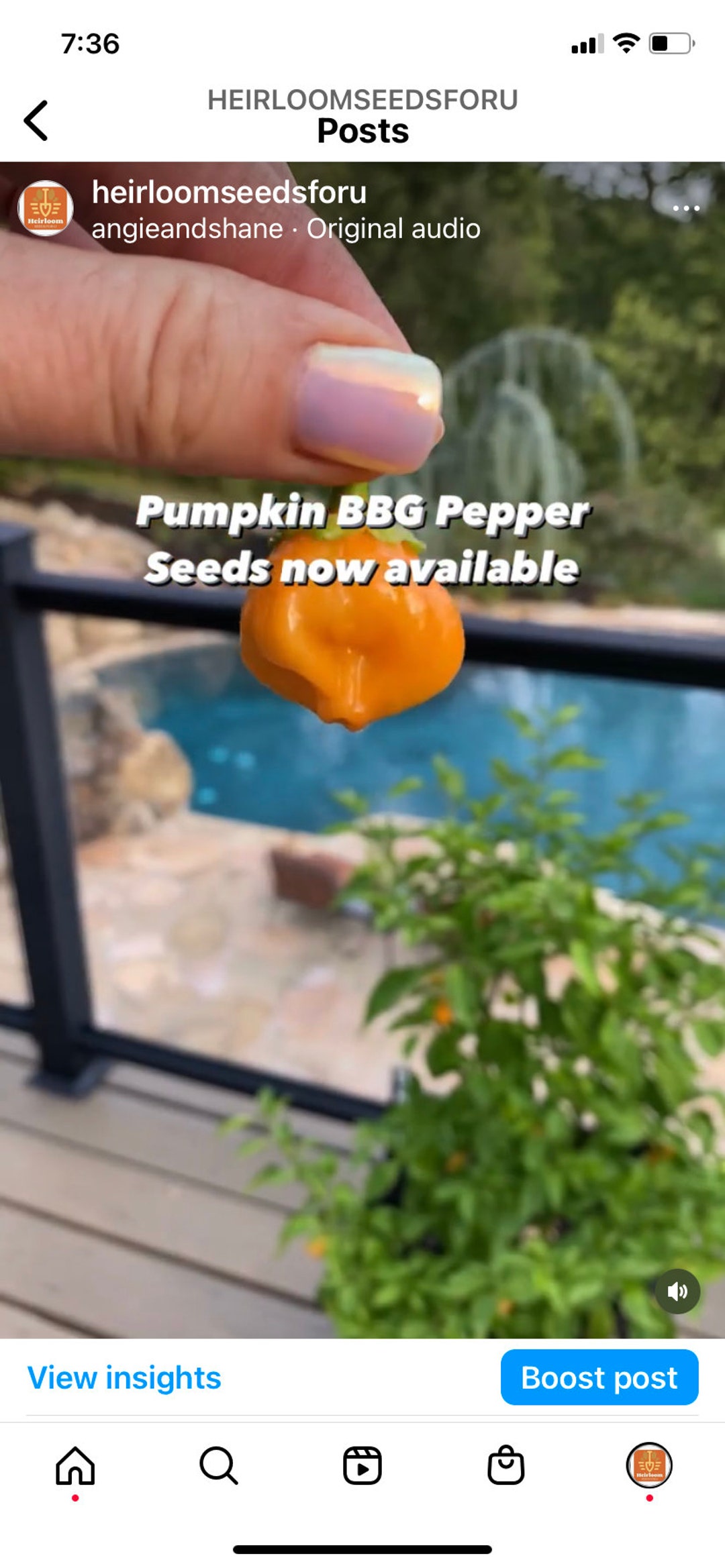 Bbg 7 Pumpkin Seeds NJ Grower Heirloom Organic NJ Grower Free Shipping ...