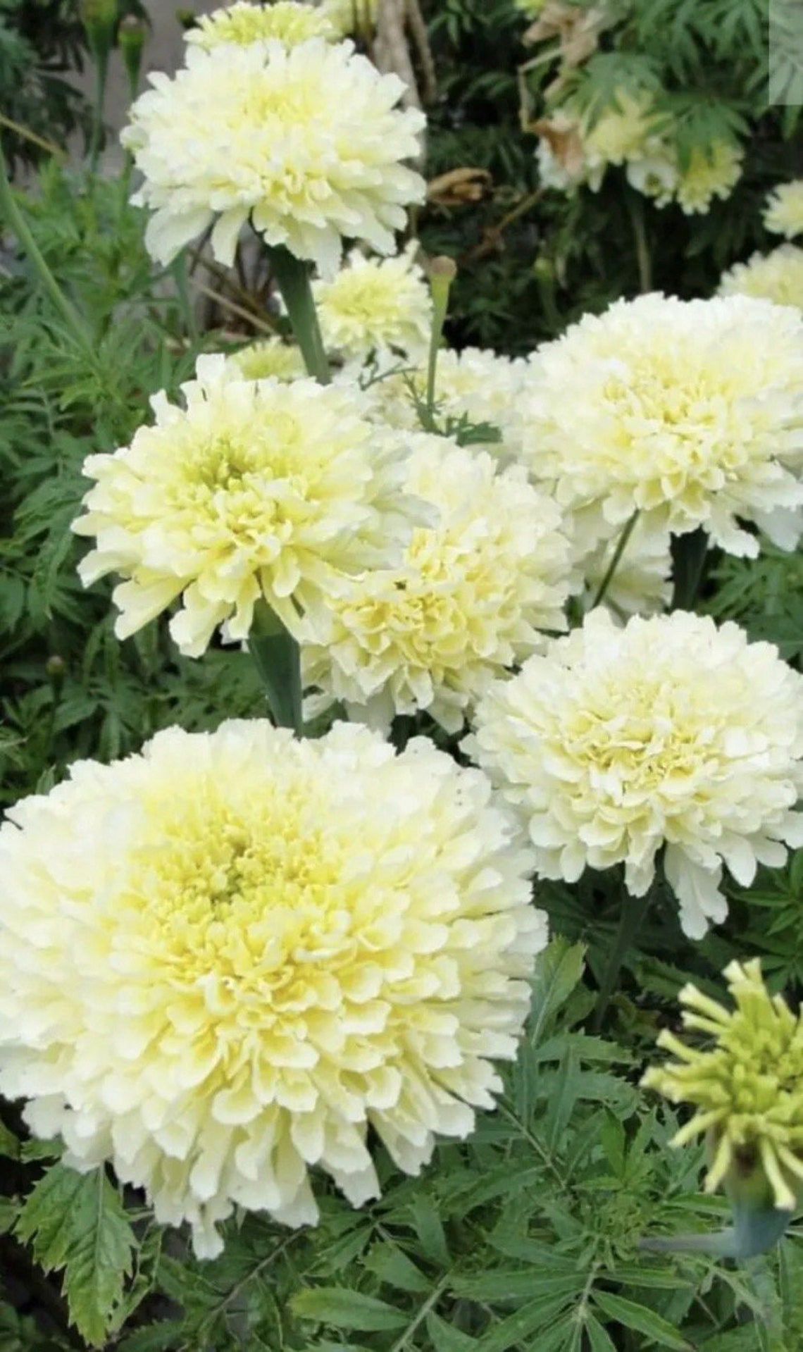 Marigold Eskimo White Seeds USA Heirloom Check My Store for the Largest ...