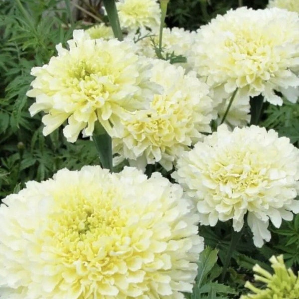 White Eskimo Marigold - Etsy