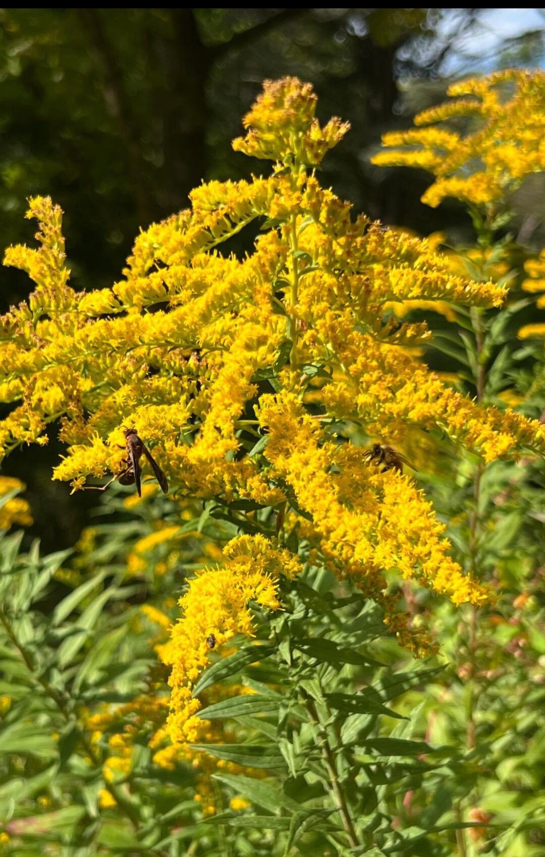 Goldenrod Flower Seeds Heirloom USA NJ Seller Check My Store for ...