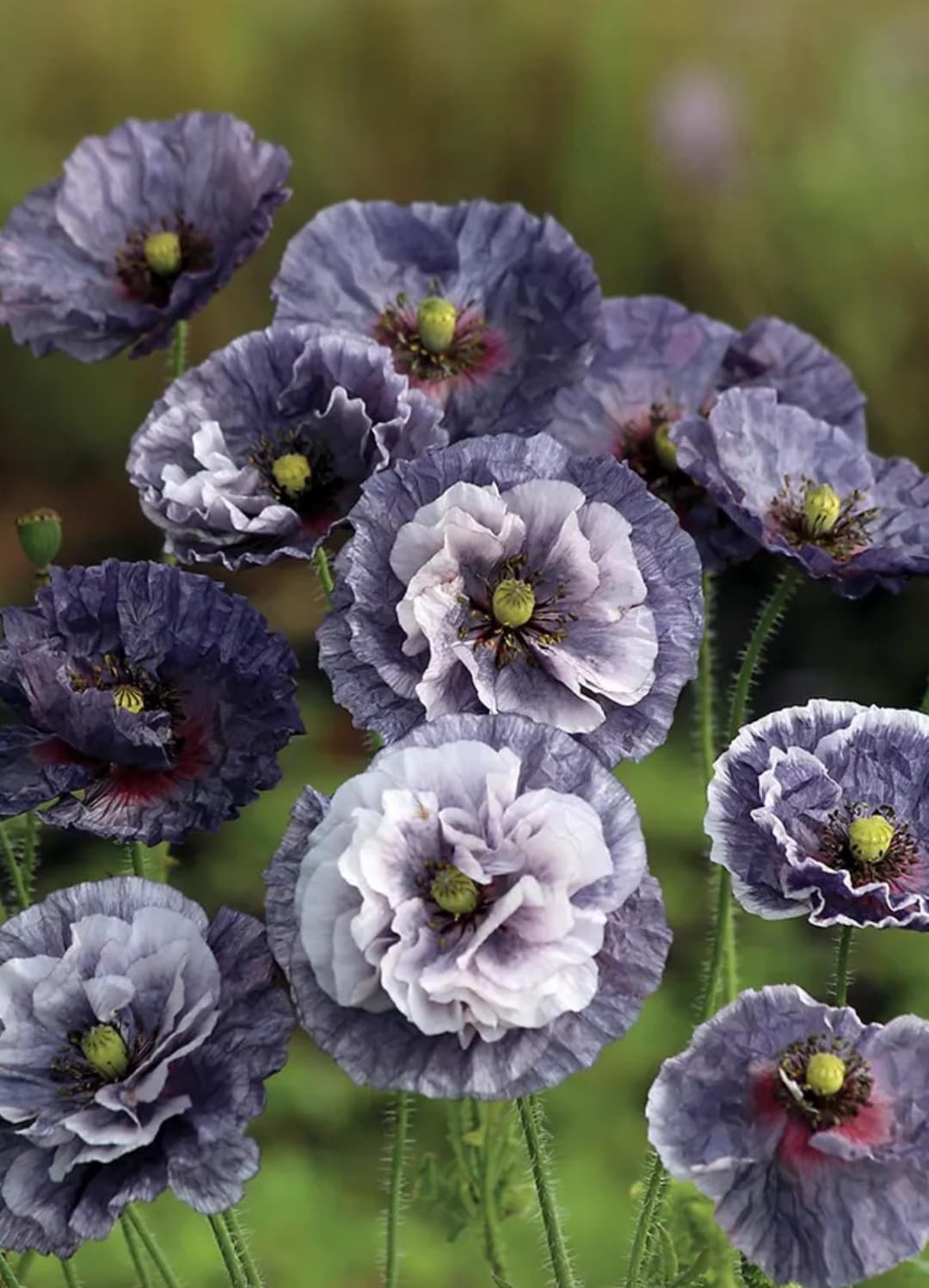 Poppy Amazing Grey Poppy Flower Seeds Heirloom USA NJ Seller Check My ...