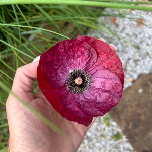Poppy Raspberry Ripple Poppy Flower Seeds Heirloom USA NJ Seller Check ...