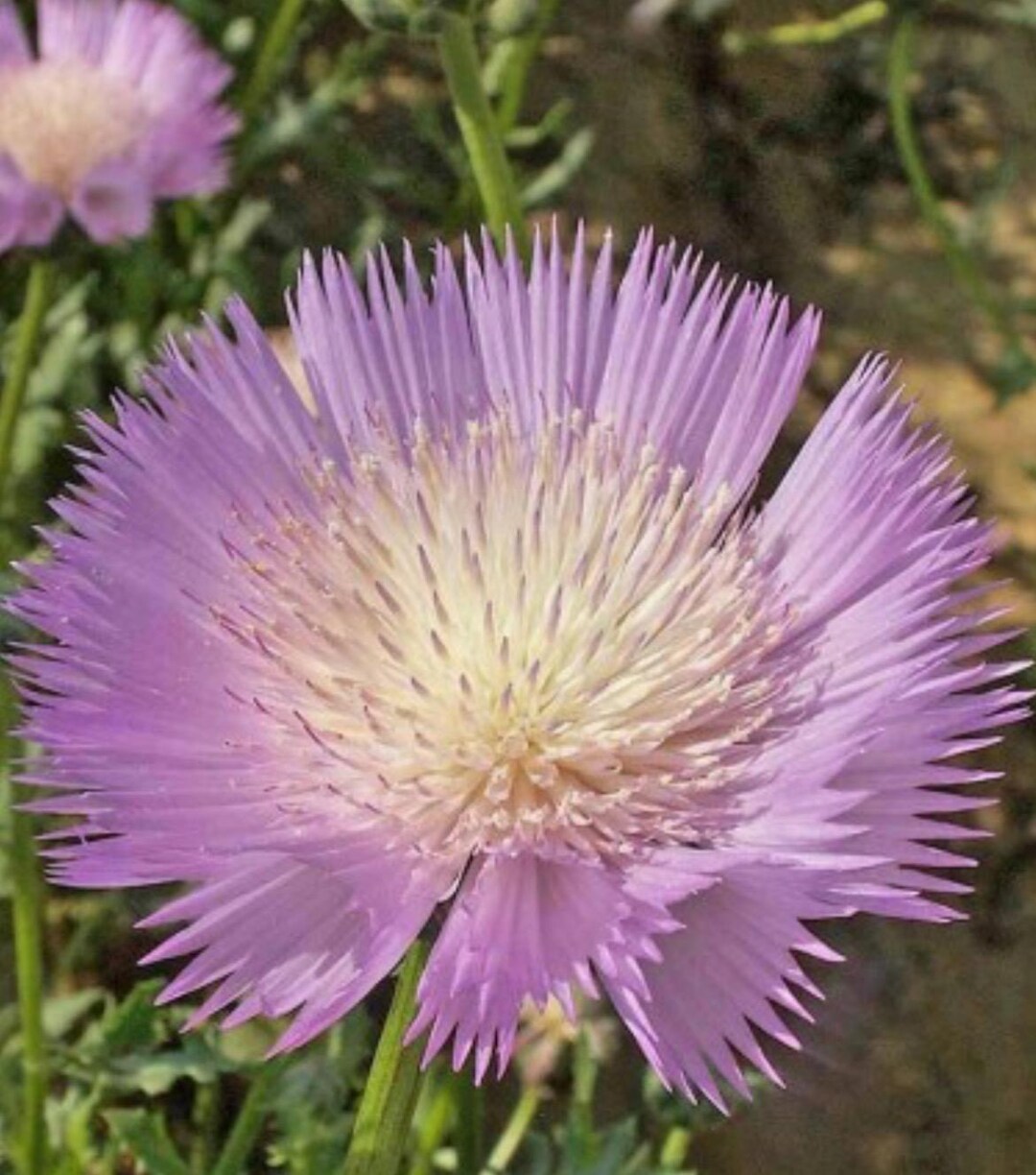 Imperialis Sweet Sultan Mix Seeds Heirloom NJ Seller Organic Free ...