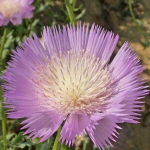 Imperialis Sweet Sultan Mix Seeds Heirloom NJ Seller Organic Free ...