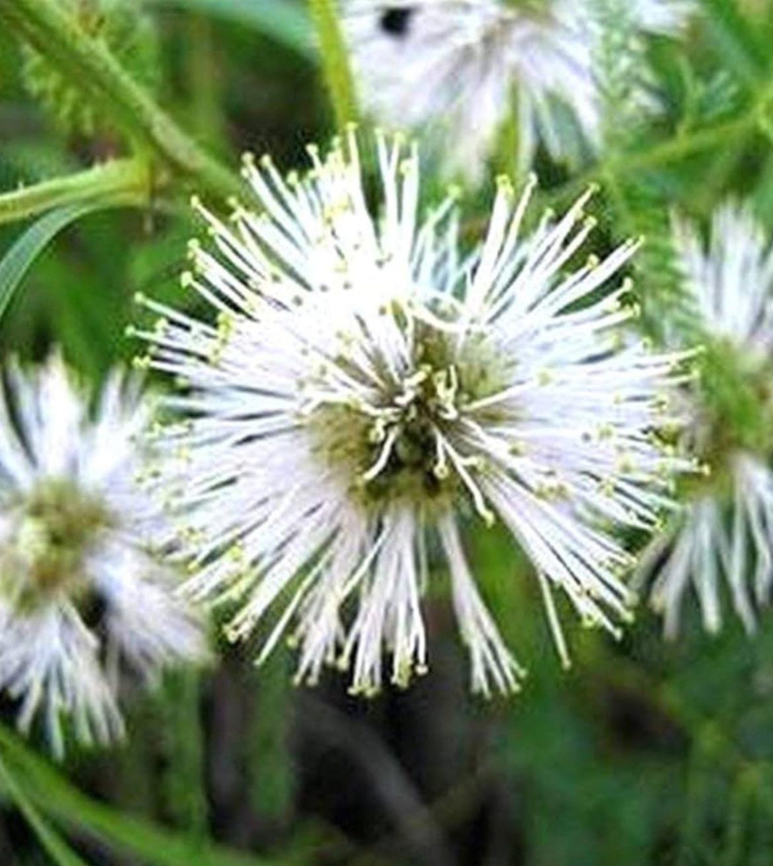 Illinois Bundleflower Seeds Heirloom USA NJ See Store for Largest ...