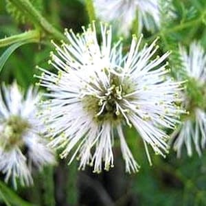 Illinois Bundleflower Seeds Heirloom USA NJ See Store for Largest ...