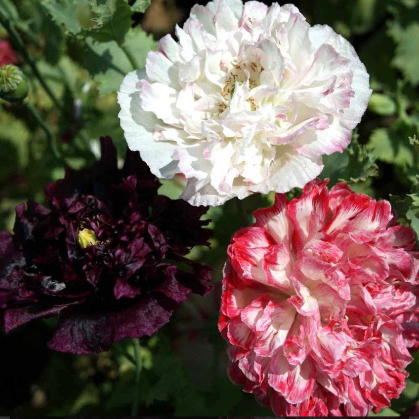 Poppy Antique Peony Poppy Mix Flower Seeds Heirloom USA NJ Seller Check ...