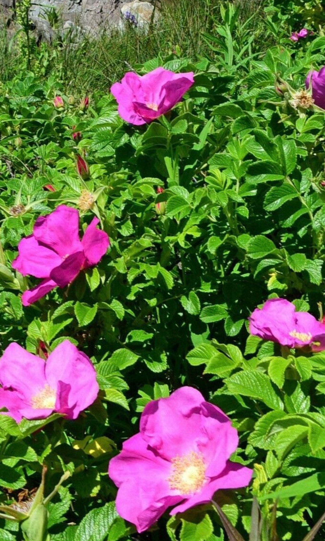 Rose Spray Beach Rose Salt Seeds Salt Spray Rose Sea Rose NJ USA River ...