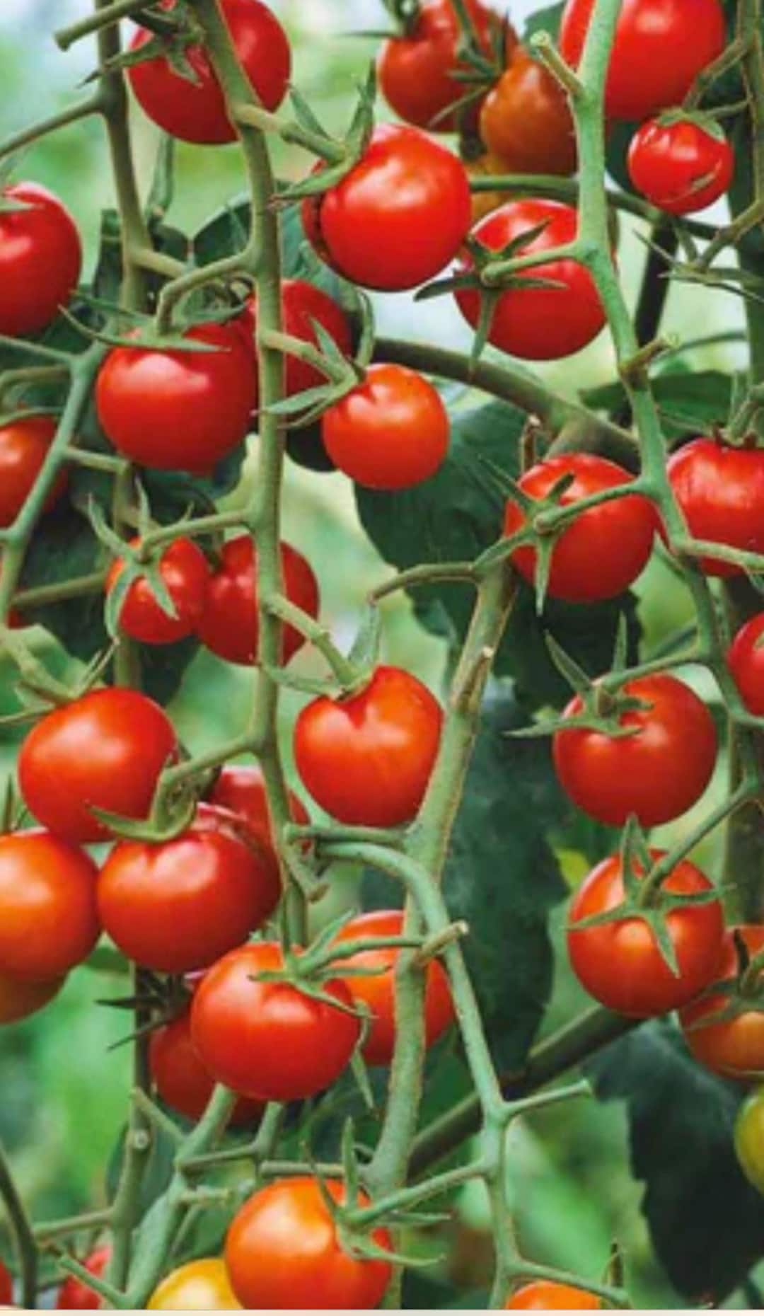 Super Sweet 100 Tomato Heirloom Seeds NJ USA Grower Heirloom Organic ...
