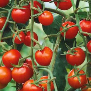 Super Sweet 100 Tomato Heirloom Seeds NJ USA Grower Heirloom Organic ...