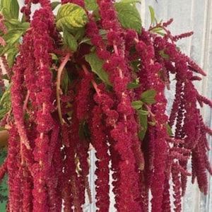 Amaranthus Love Lies Bleeding Red Amaranth Seeds Heirloom USA NJ Grower ...