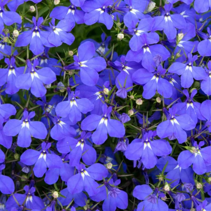 Blue Lobelia - Etsy