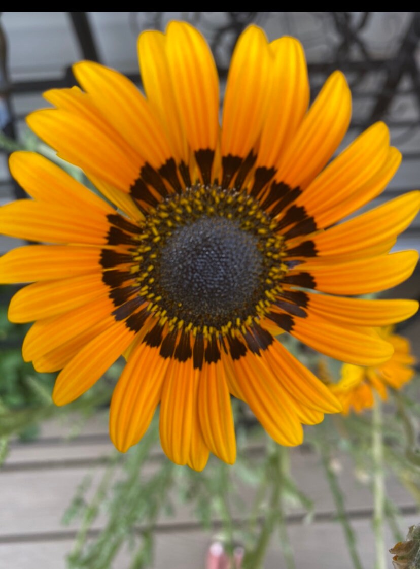 Daisy Cape Daisy Venidium Orange Prince Flower Seeds Heirloom USA NJ ...