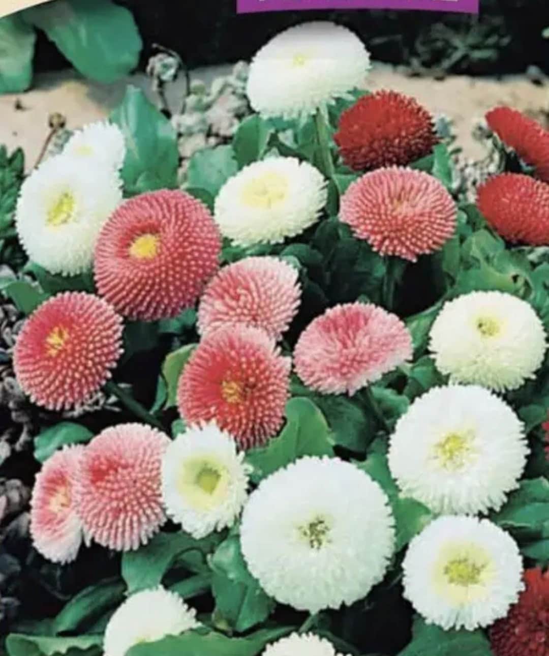 Daisy English Mix Flower Seeds Heirloom USA NJ Grower See My Store for ...