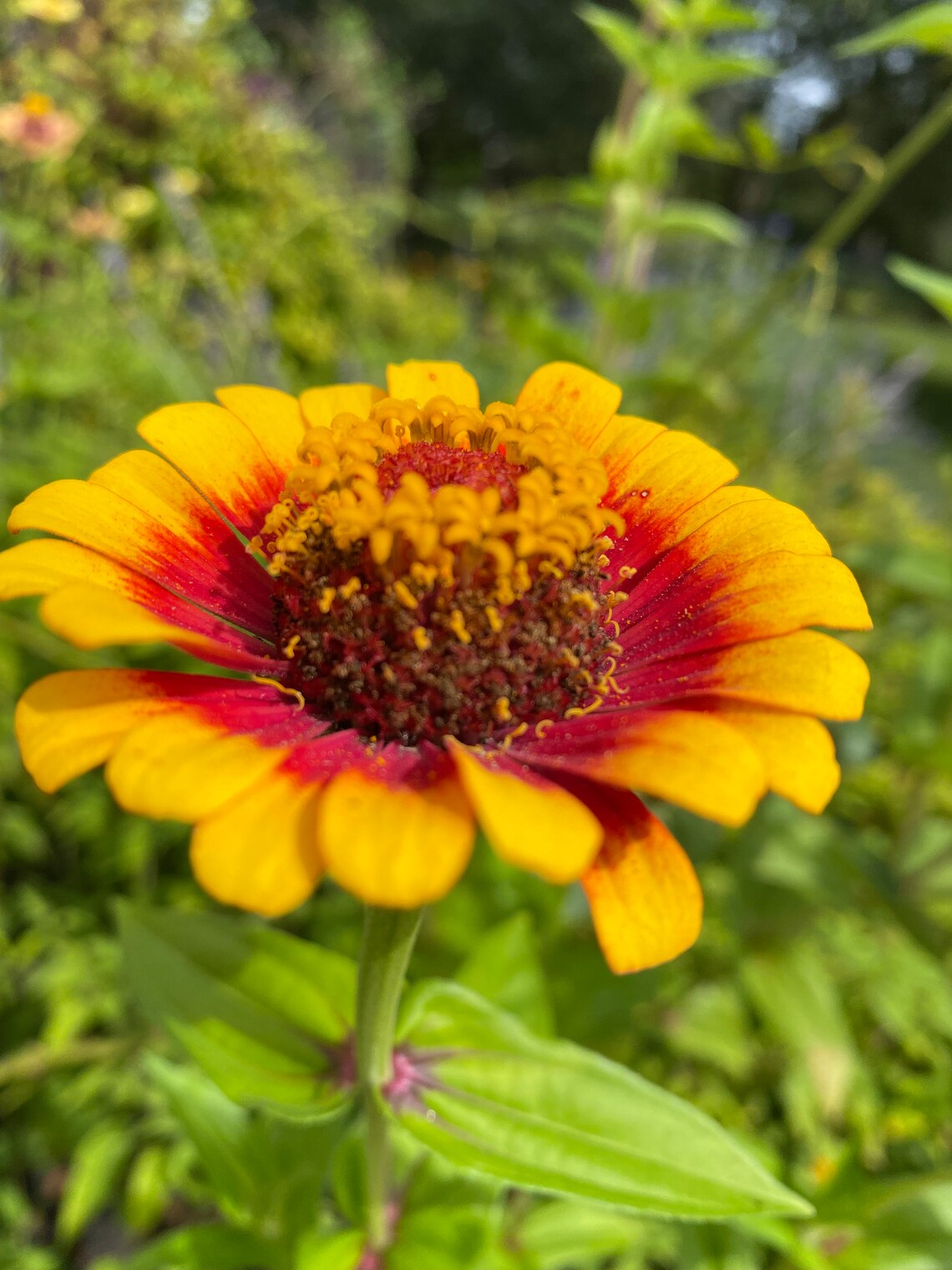 Zinnia Sombrero Zinnia Seeds Heirloom USA NJ Grower See My Store for ...