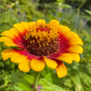 Zinnia Sombrero Zinnia Seeds Heirloom USA NJ Grower See My Store for ...