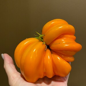 Accordion Orange Tomato Seeds USA NJ Grower Heirloom Organic Free ...
