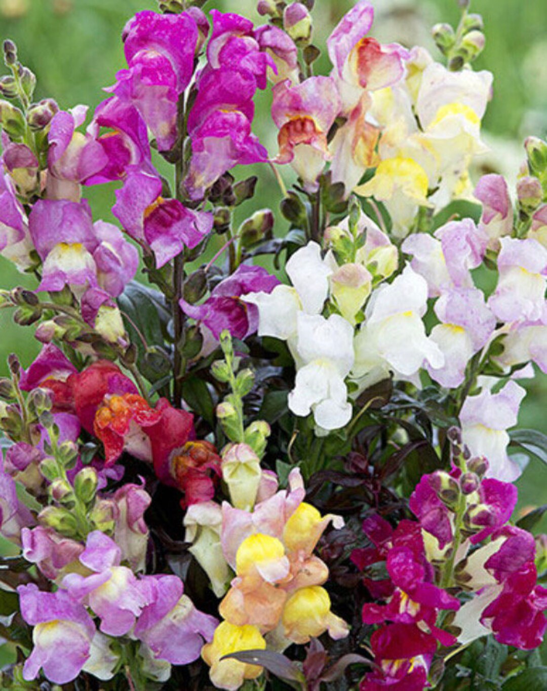 Snapdragon Twlight Mix Antirrhinum Seeds Heirloom USA NJ Grower See My ...