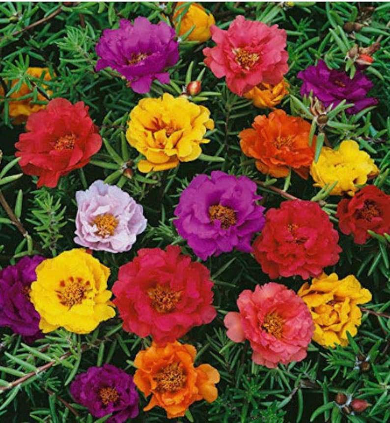 Portulaca Magic Carpet Mixed Seeds Heirloom USA NJ Grower See My Store ...