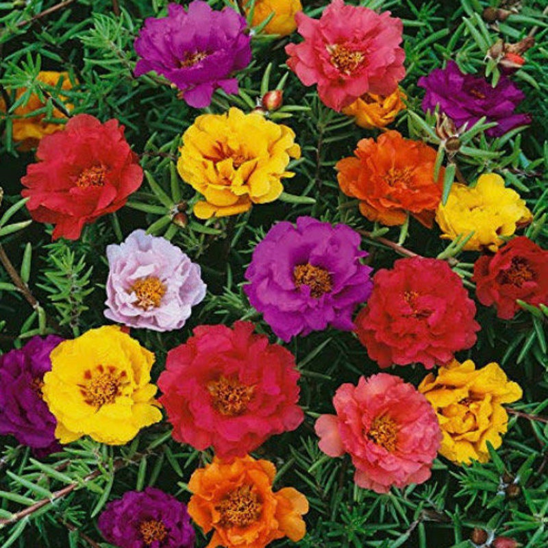 Rainbow Carpet - Etsy