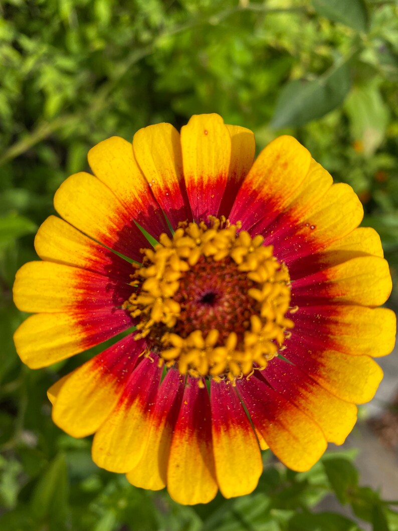 Zinnia Sombrero Zinnia Seeds Heirloom USA NJ Grower See My Store for ...