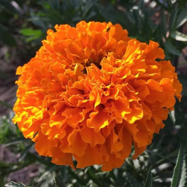 Marigold - Etsy