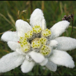 Edelweiss Alpinum Flower Seeds Heirloom NJ Seller Free Shipping Organic ...