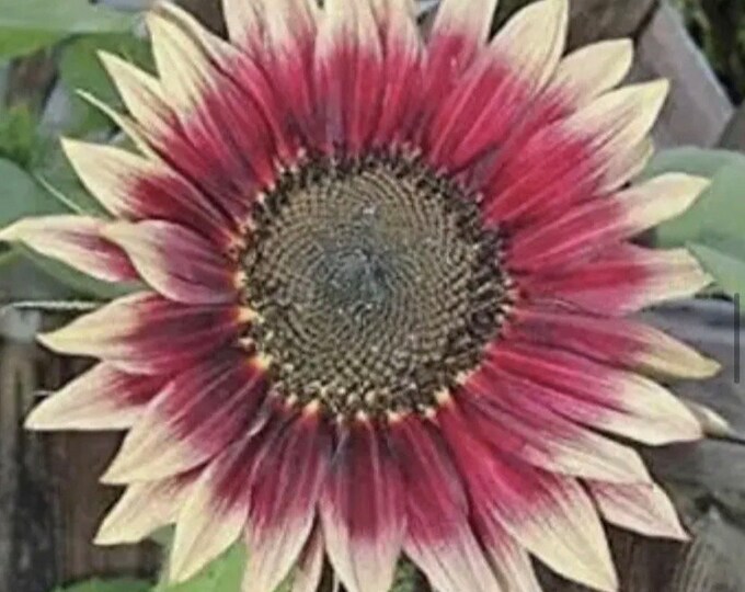 Sunflower Ruby Eclipse Sunflower Seeds RARE USA Heirloom NJ - Etsy