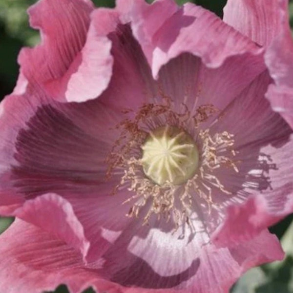 Poppy Flower Seeds - Etsy