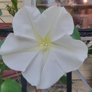 Moonflower Seeds Heirloom NJ Grower See My Store for Largest Selection ...