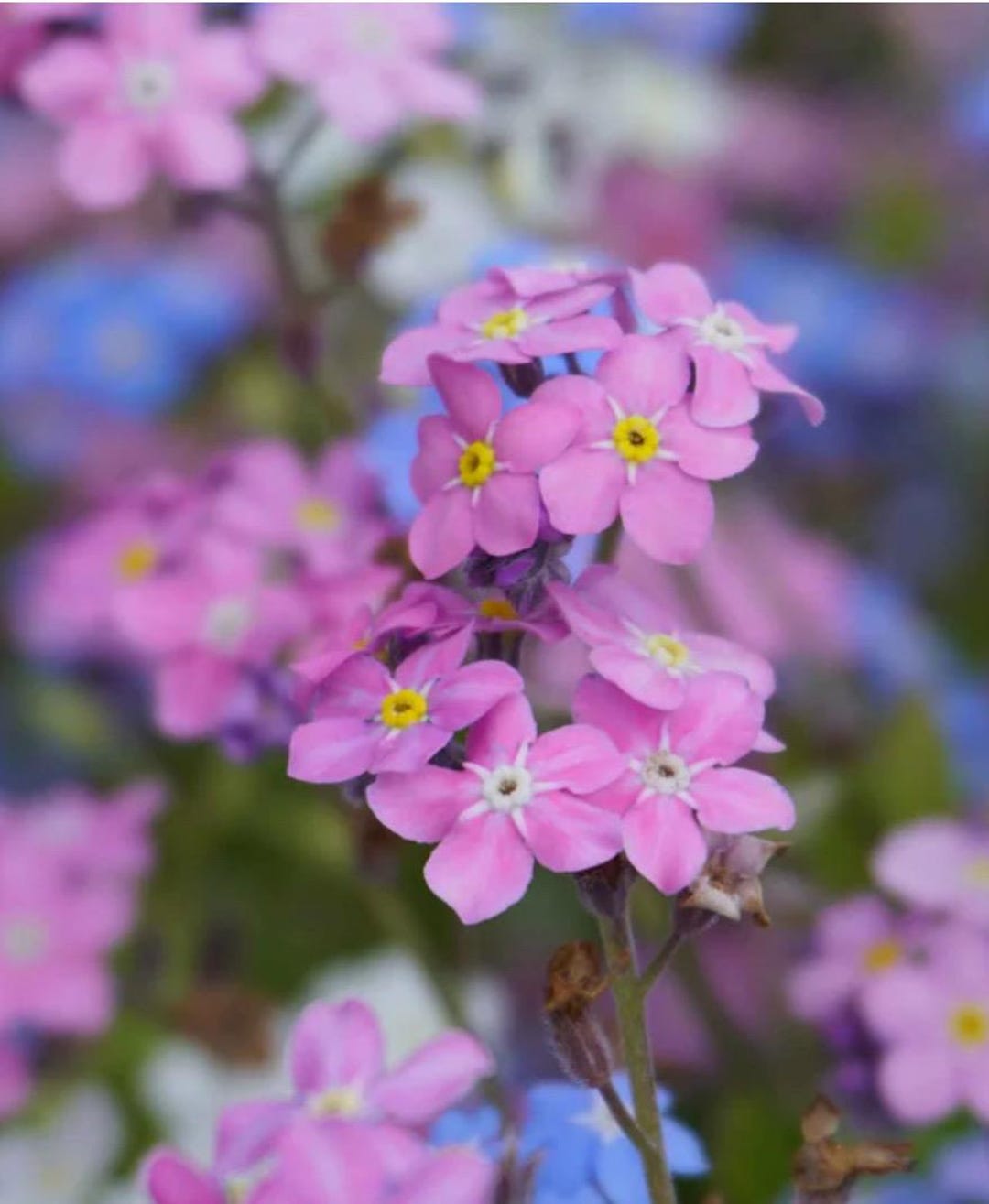 Forget Me Not Pink Rose Seeds Heirloom NJ Grower See My Store for ...