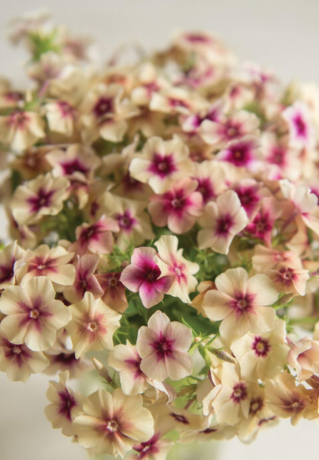 Phlox Cherry Caramel Seeds Heirloom USA NJ Seller Check My Store for ...