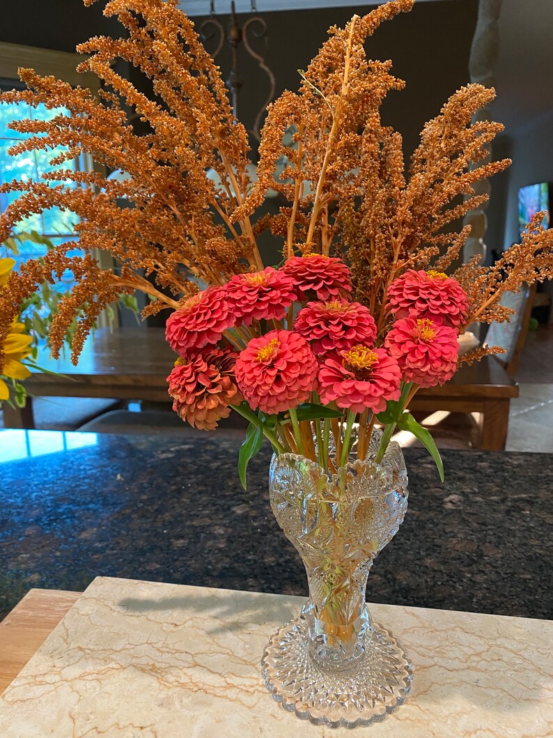 Zinnia Button Box Mix Zinnia Flower Seeds Heirloom USA NJ Grower See My ...