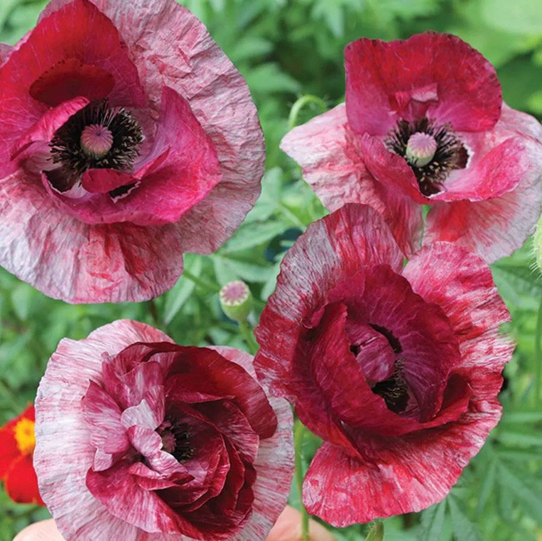 Poppy Raspberry Ripple Poppy Flower Seeds Heirloom USA NJ Seller Check ...