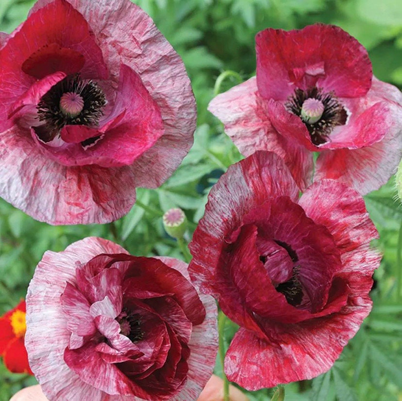 Poppy Raspberry Ripple Poppy Flower Seeds Heirloom USA NJ - Etsy