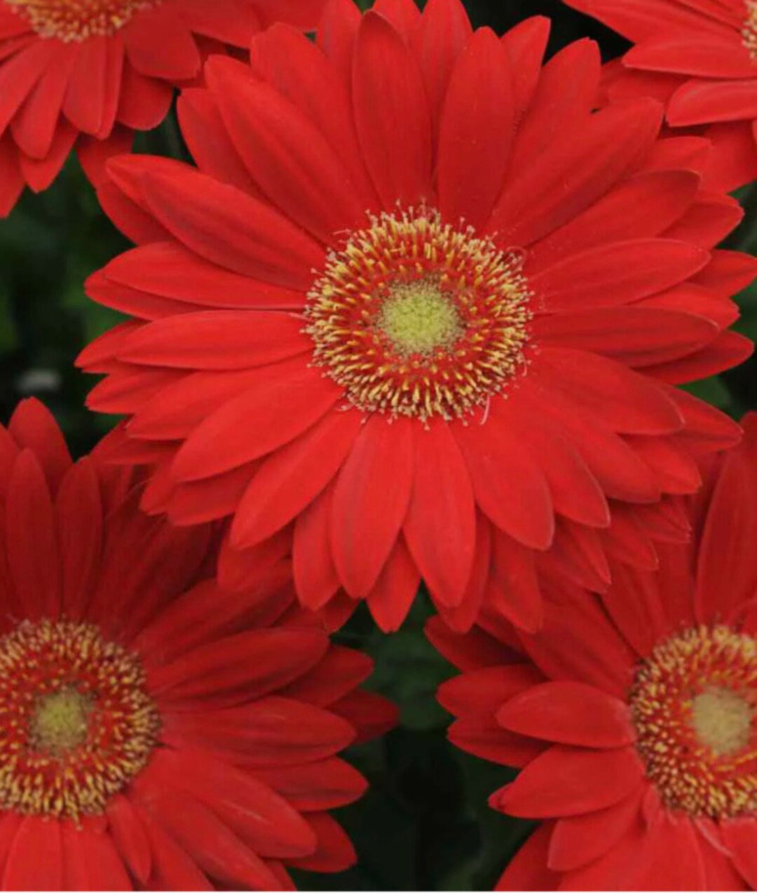 Daisy Gerber Red Daisy 25 Flower Seeds Heirloom USA NJ Grower See My ...