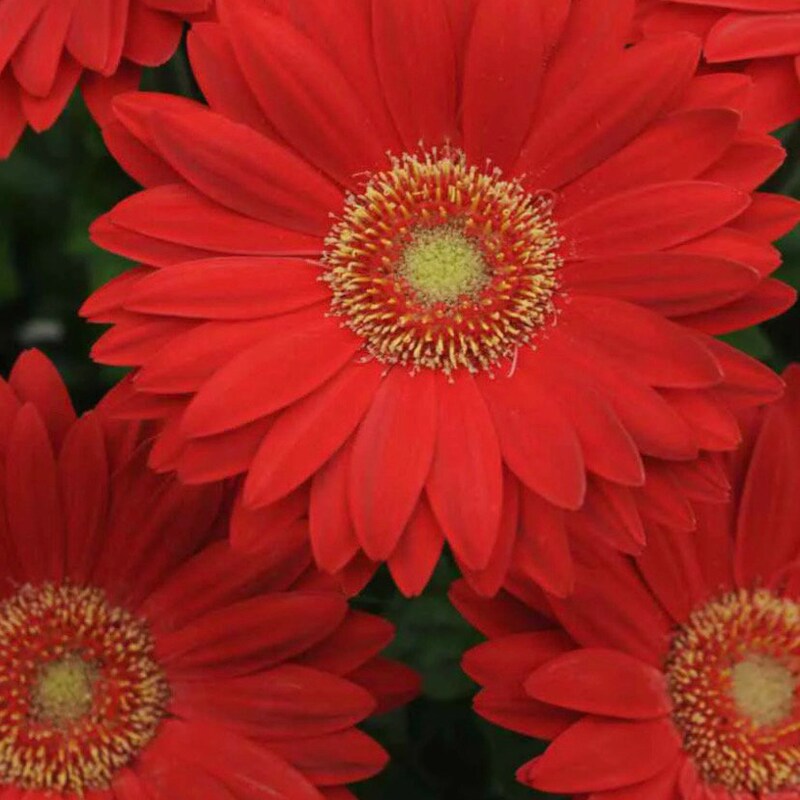 Gerber Daisy - Etsy