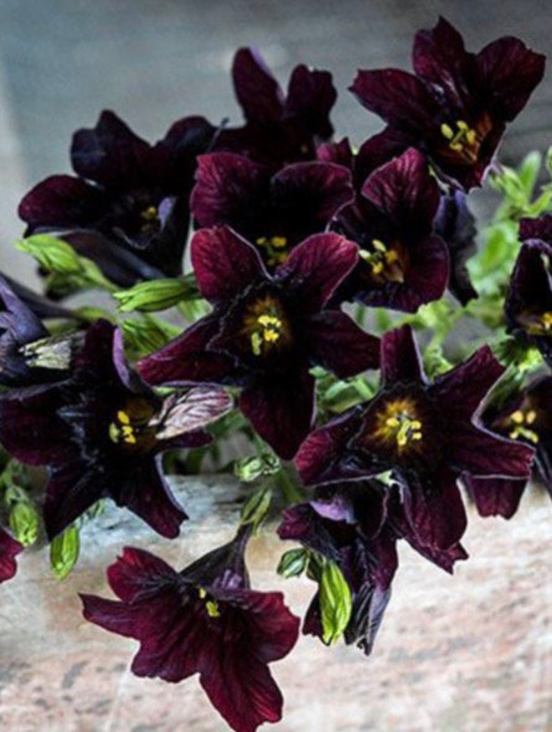 Salpiglossis Black Trumpets Salpiglossis Flower Seeds Heirloom Nj Seller Organic Free Shipping