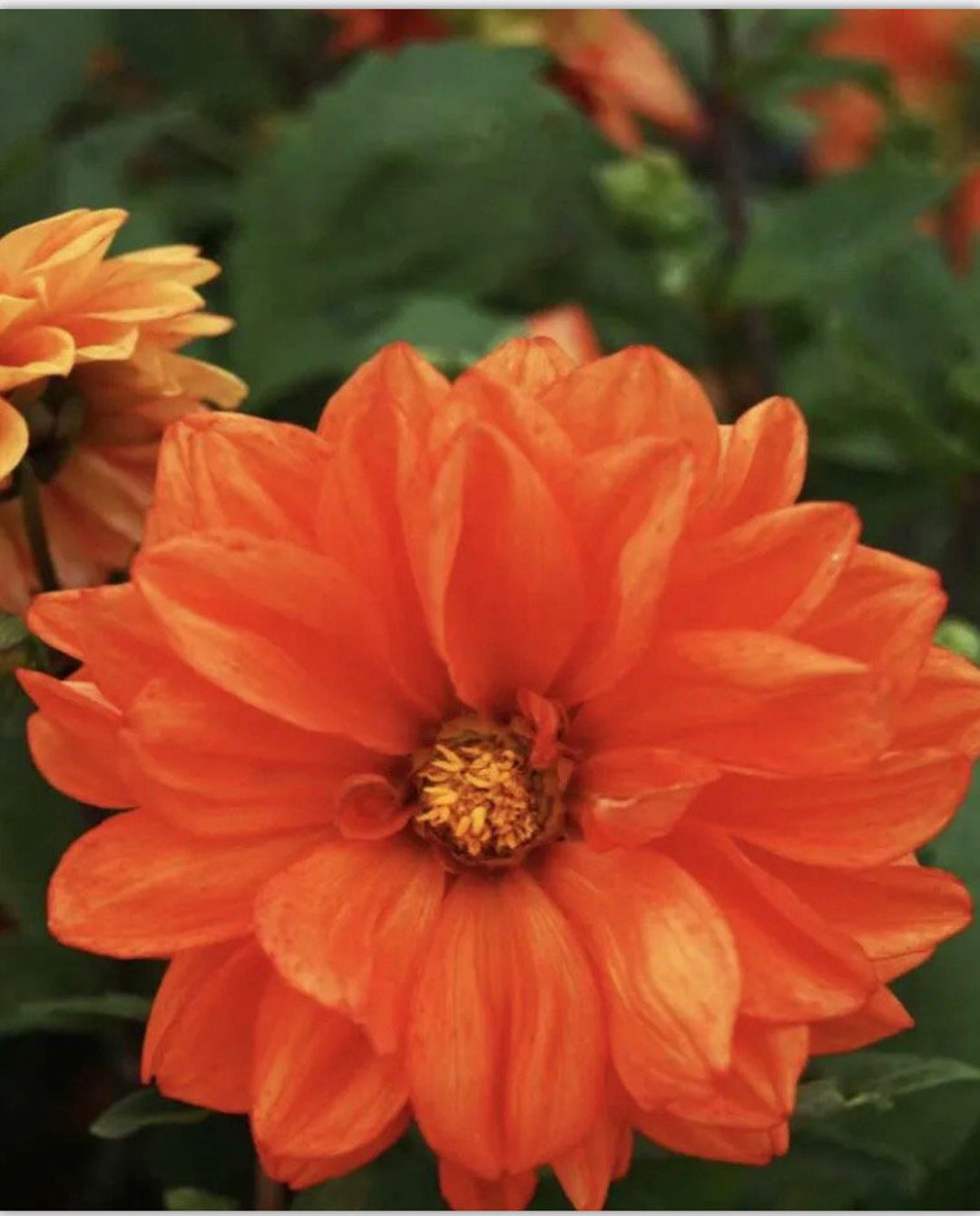 Dahlia Dwarf Double Opera Orange Seeds Heirloom USA NJ Seller Check My ...