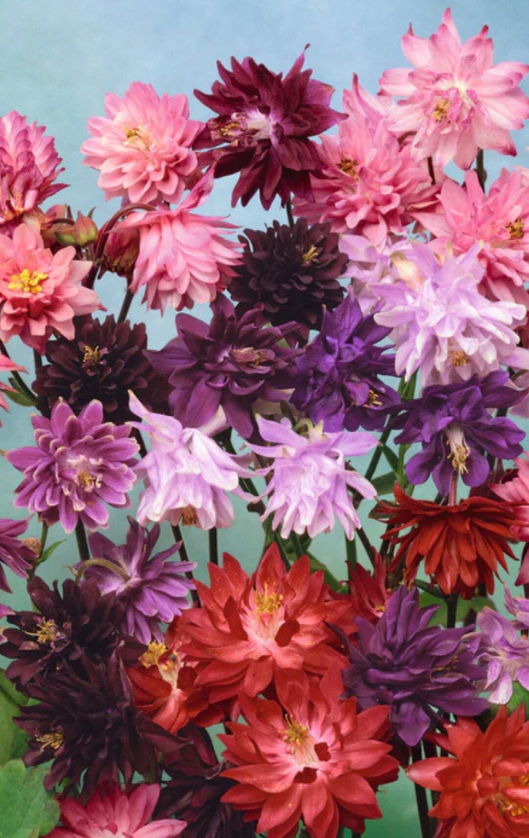 Columbine Double Tall Mix Aquilegia Vulgaris Flower Seeds Heirloom ...