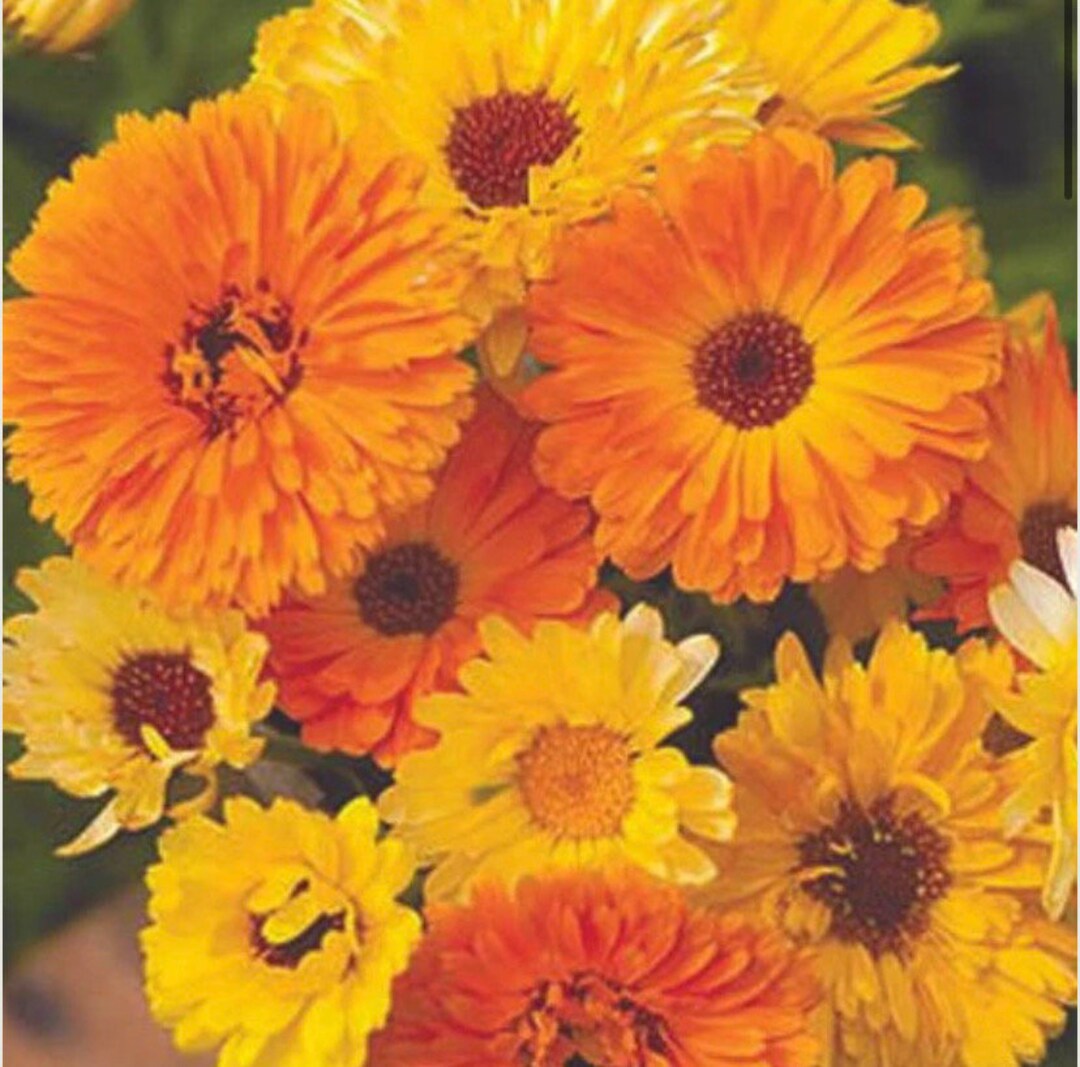 Calendula Pacific Beauty Mix Seeds Flower NJ Grower Free Shipping - Etsy