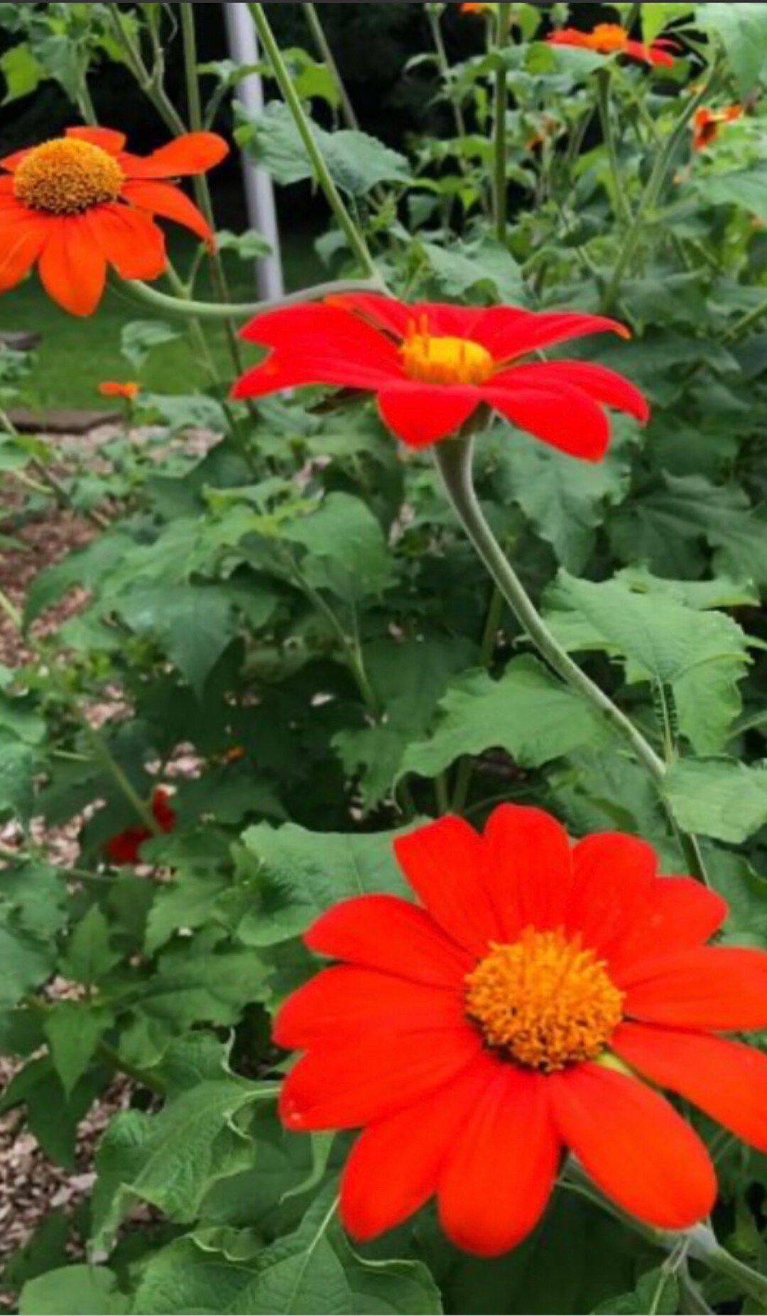 Sunflower Red Mexican Tithonia Sunflower Seeds USA Heirloom NJ Grower ...