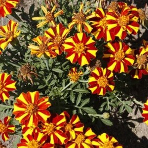 Marigold Jolly Jester Court Jester Marigold USA Flower Seeds Heirloom ...