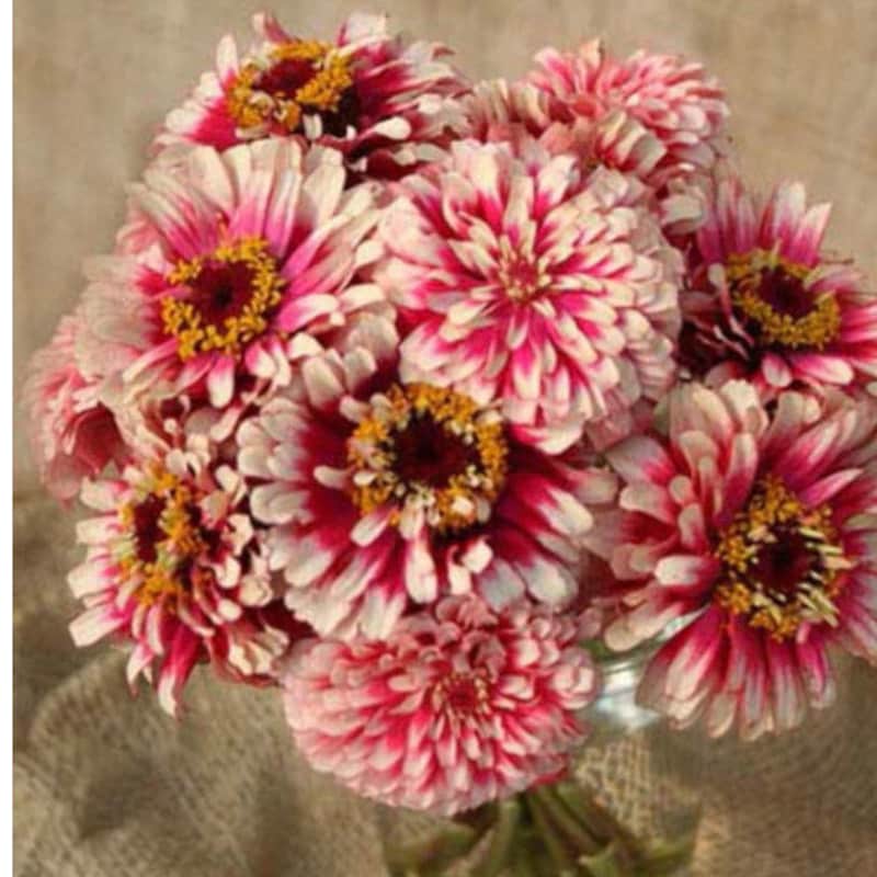 Rare Zinnia Seeds - Etsy