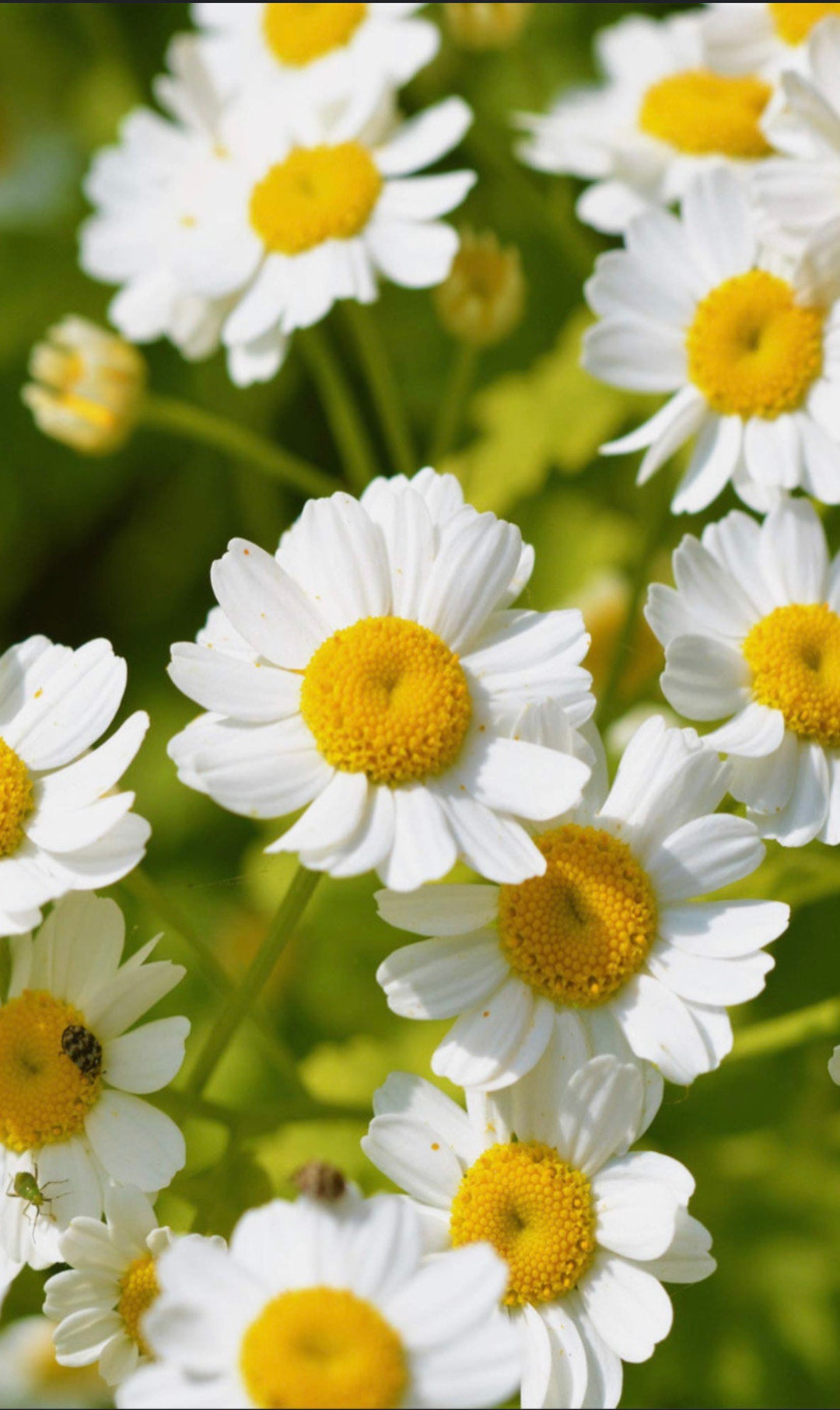 Feverfew Flower Seeds Medicinal Tea Tincture Flower Perennial Seeds ...