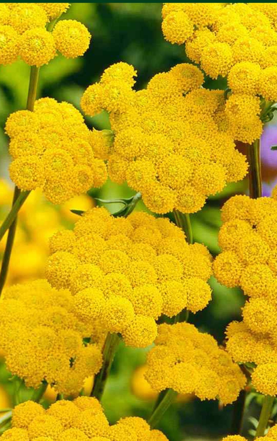 Ageratum Yellow Flower Seeds Heirloom USA NJ Growe Free Shipping - Etsy