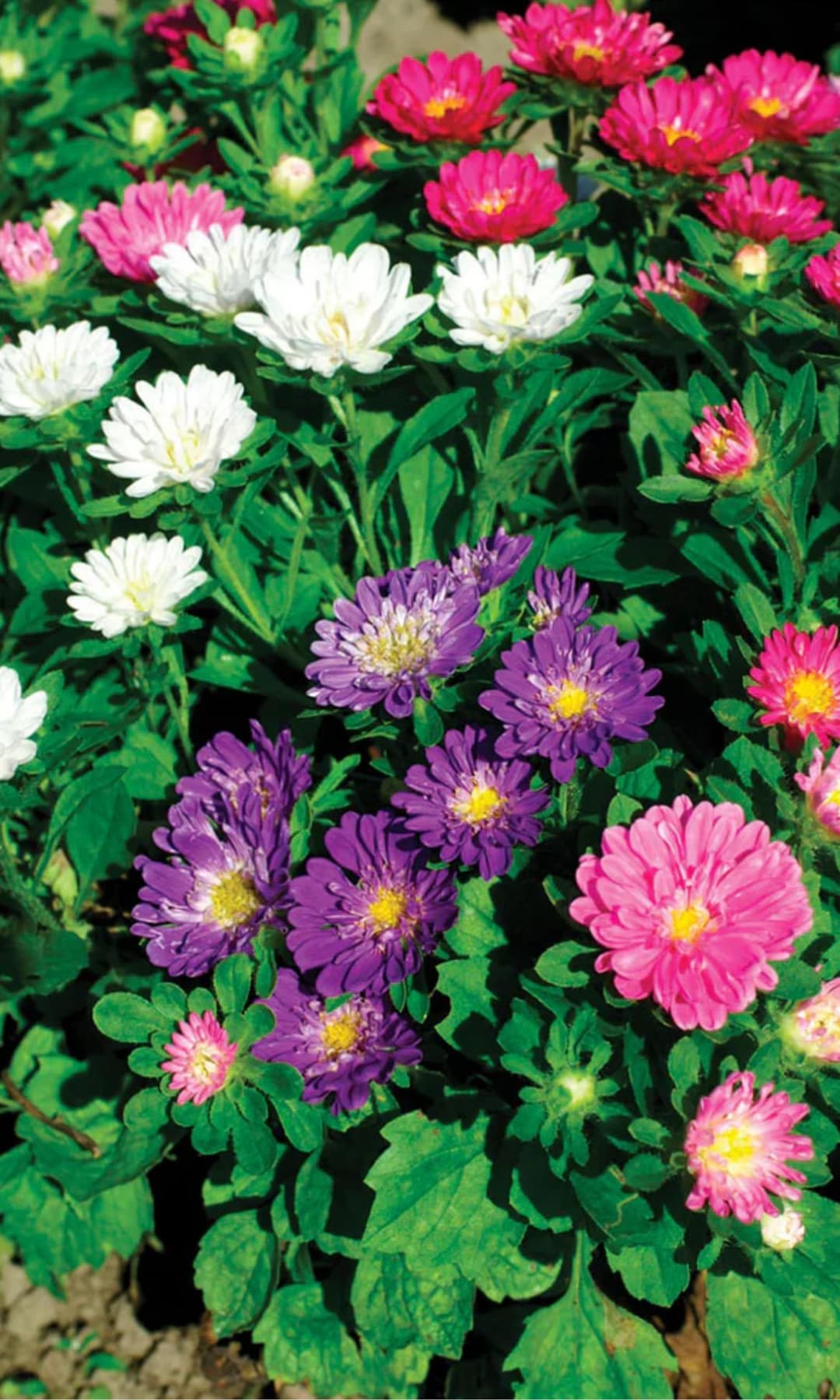 Aster Pinocchio Dwarf Mix Flower Seeds Heirloom NJ Seller Organic Free ...